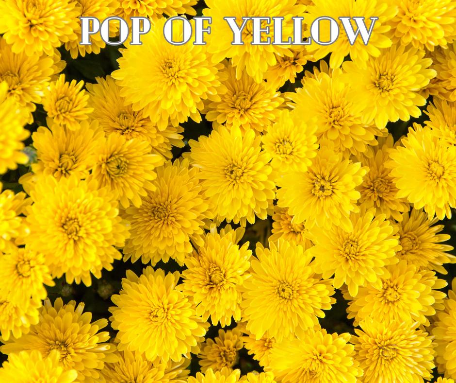 Pop Of Yellow – Emily Daniels